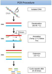 Sự khác nhau giũa PCR, real-time PCR và qPCR