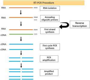 Sự khác nhau giũa PCR, real-time PCR và qPCR